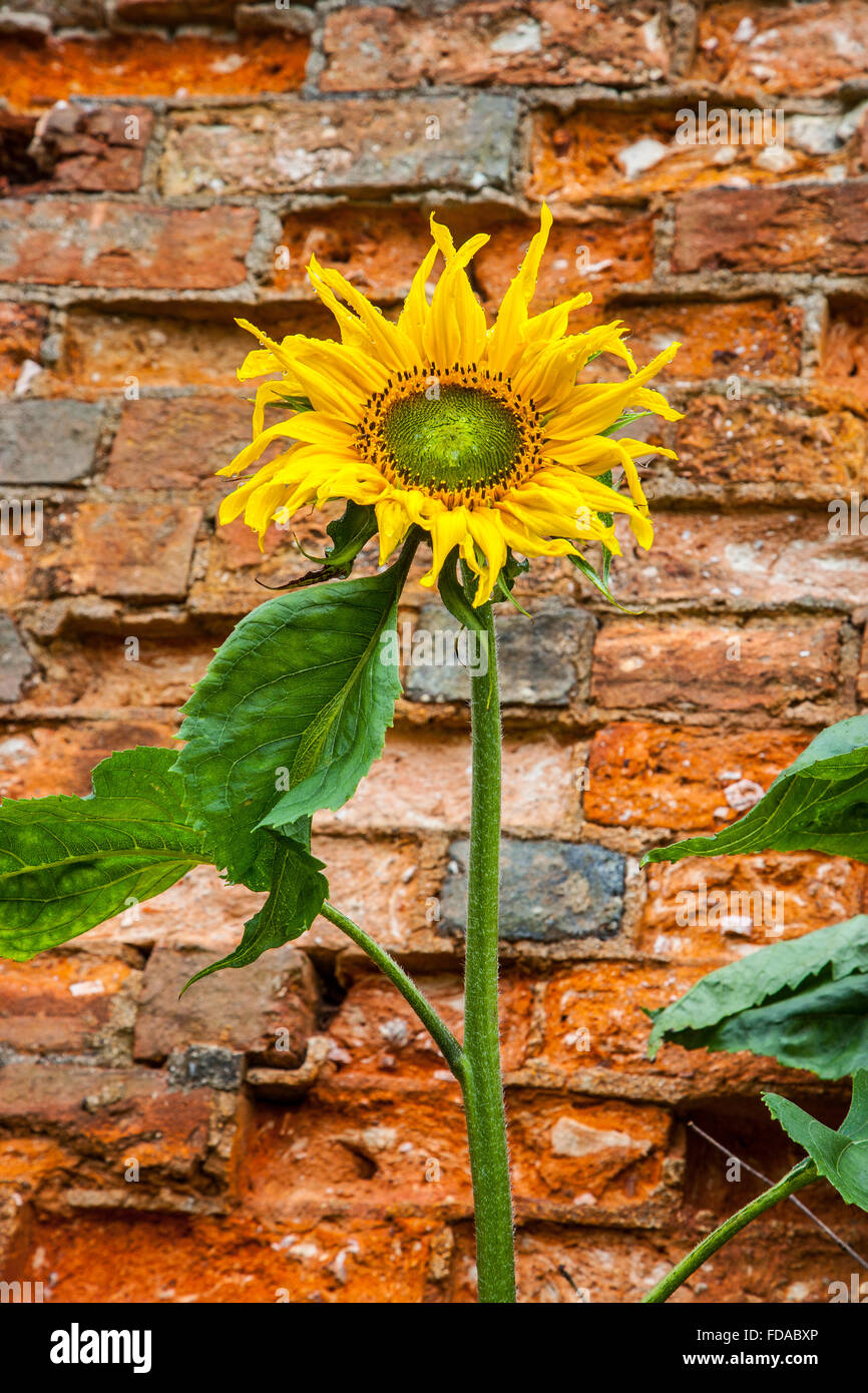Helianthus sunflower red brick wall wilt wilting Stock Photo - Alamy