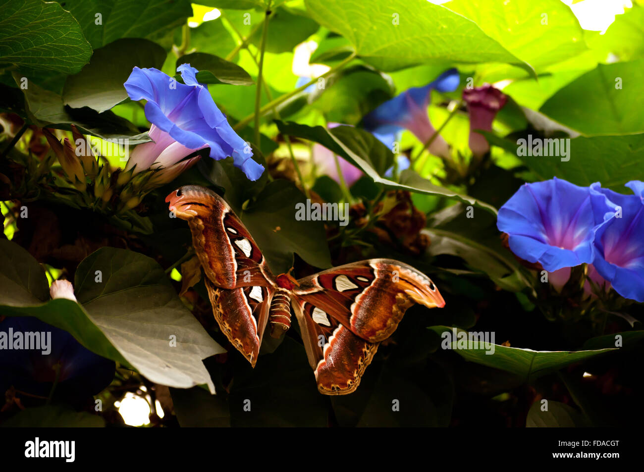 Attacus Atlas Moth butterfly with snake's head tipped wings amongst ...