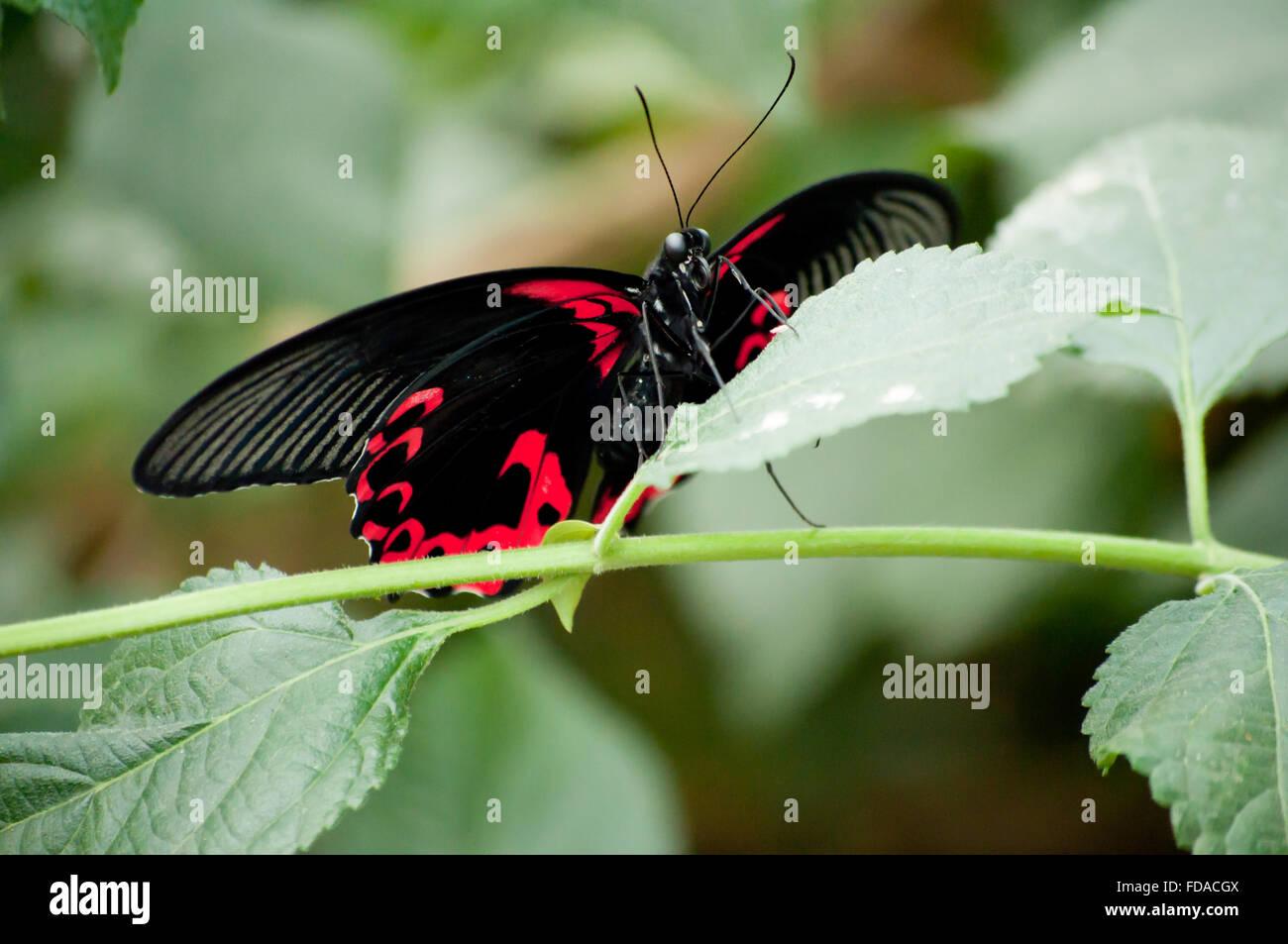 Red and Black Scarlet Mormon Butterfly on a leaf Stock Photo - Alamy