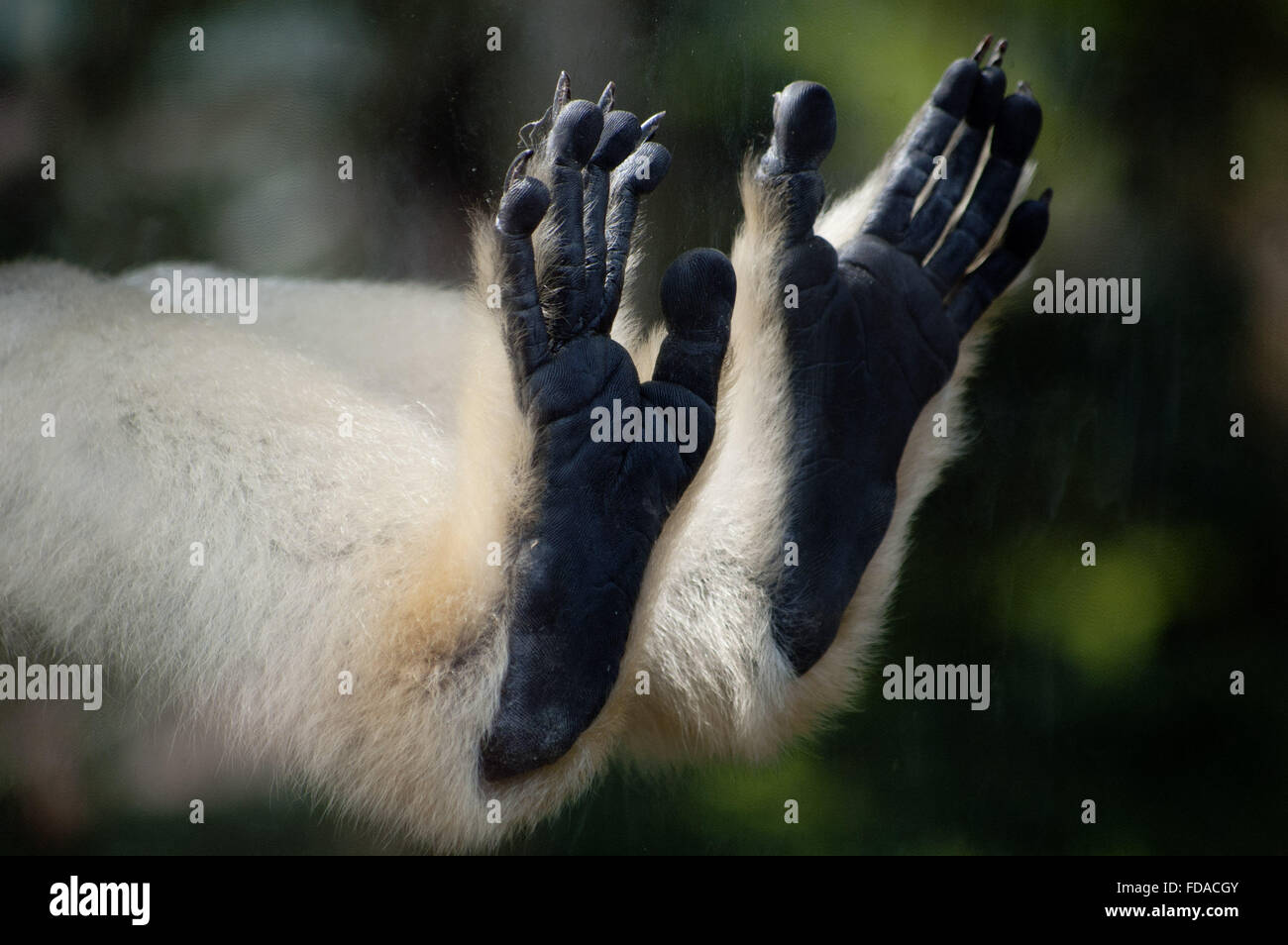 Feet of a Golden Cheeked Gibbon monkey pressed up against glass Stock ...