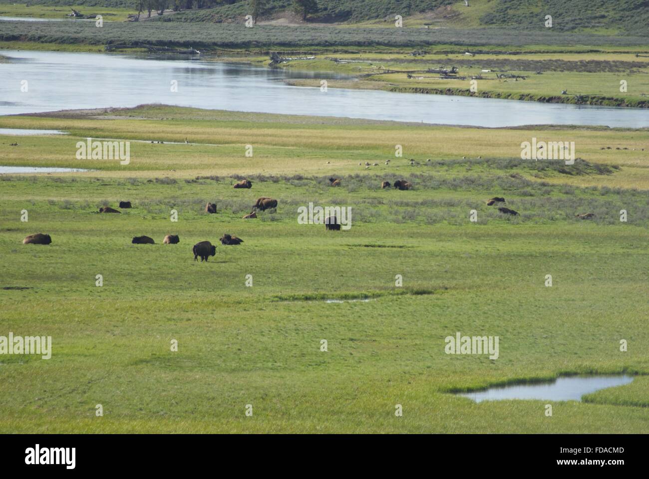 Spring time in the Yellowstone National Park with lot of American bison ...
