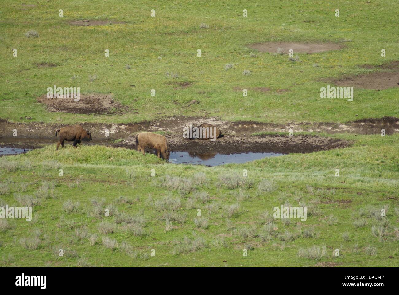 Buffalo calves calves hi-res stock photography and images - Alamy