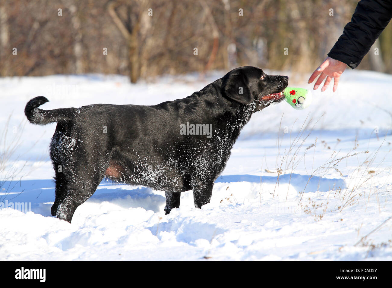 the black labrador in the snow in winter with a toy Stock Photo - Alamy