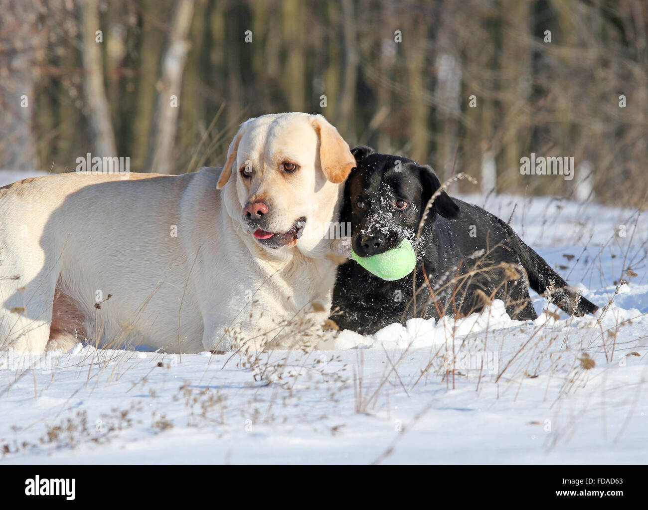 two labradors in the snow in winter with a toy Stock Photo - Alamy