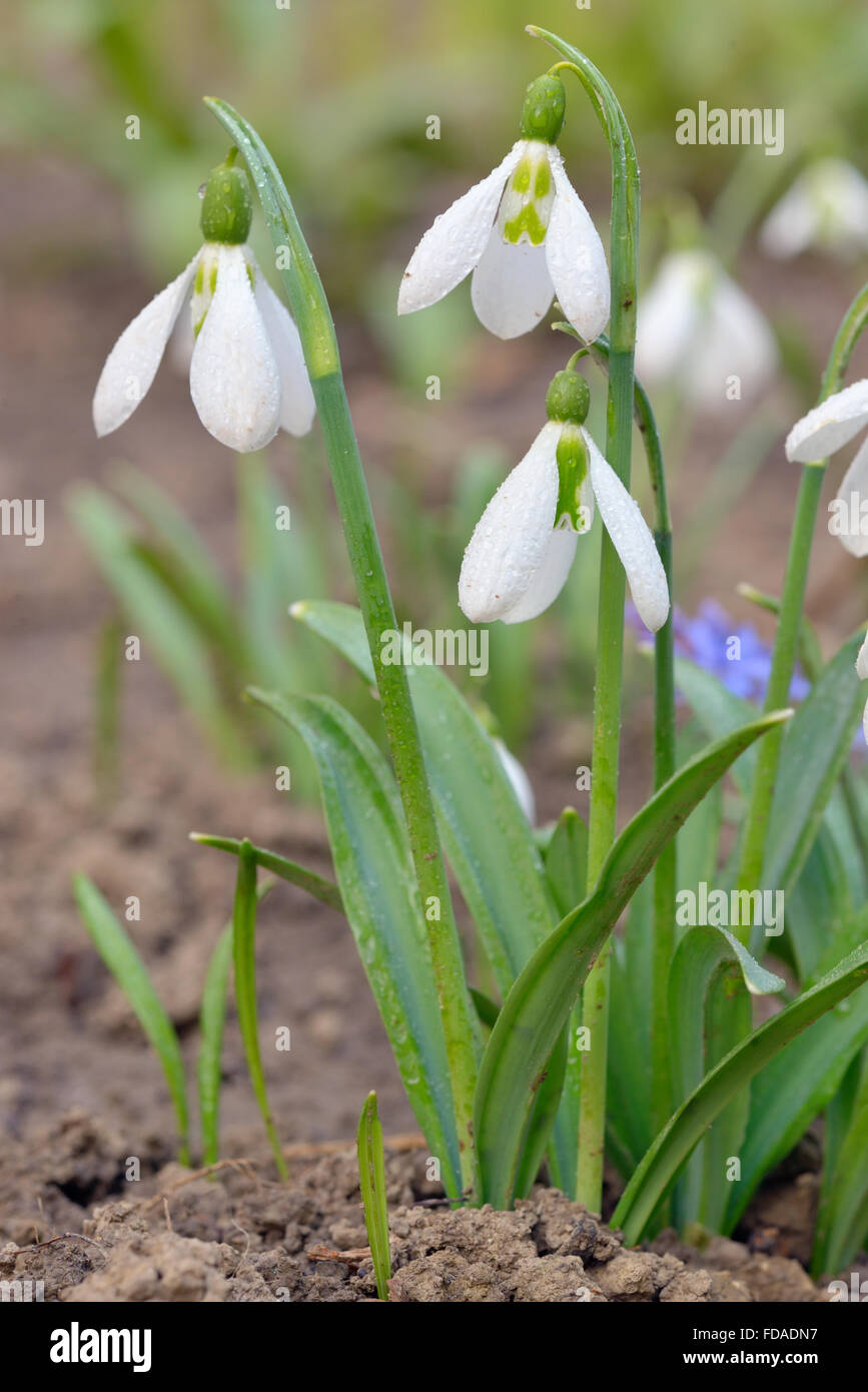 Spring snowdrops macro hi-res stock photography and images - Alamy