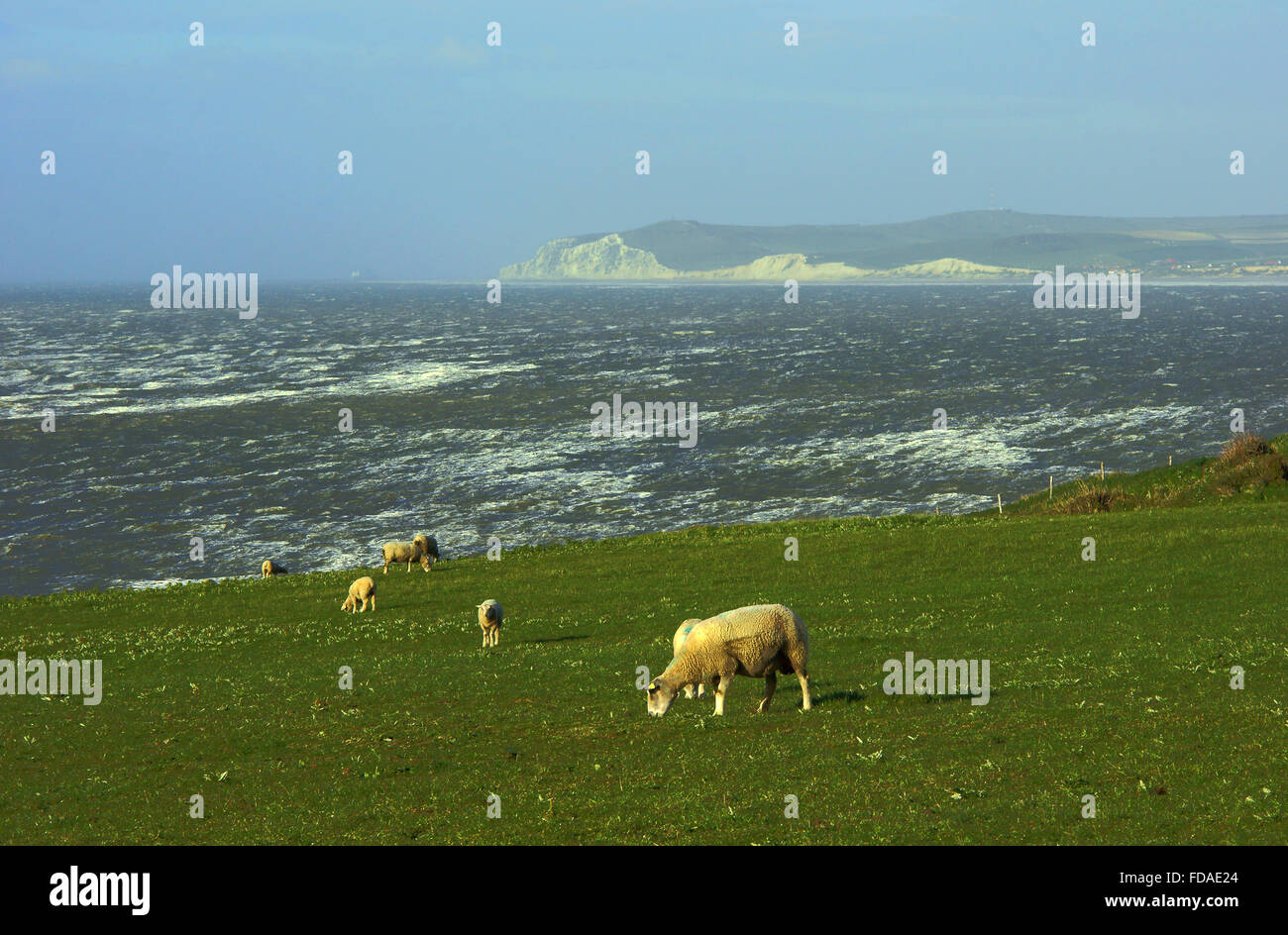 Sheep in the pasture over the English Channel in France Stock Photo - Alamy