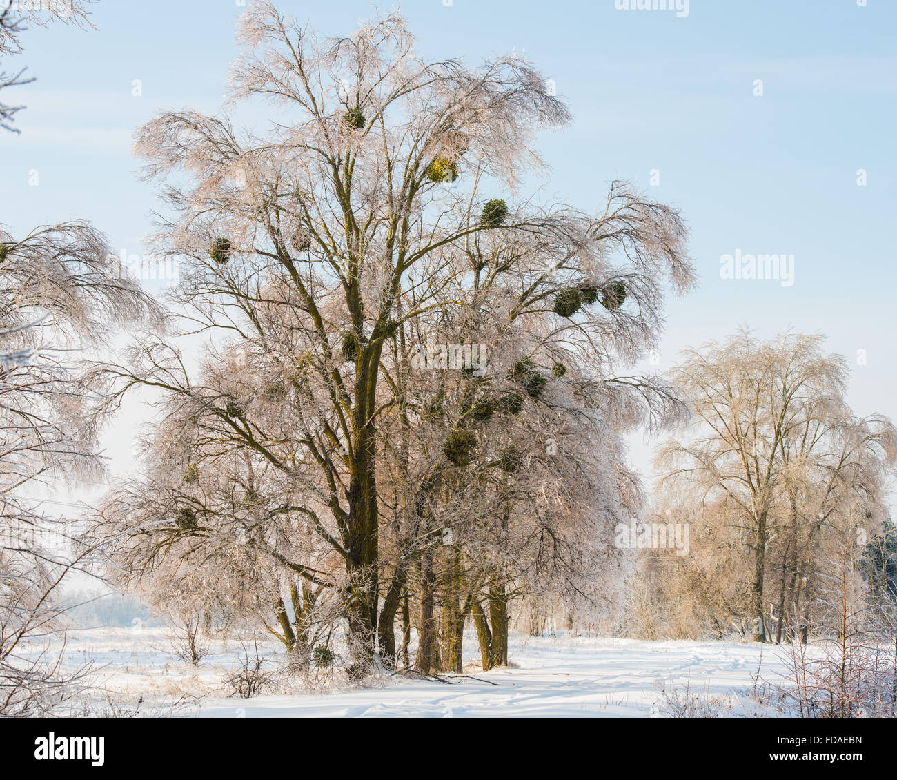 winter landscape with trees covered with ice in the countryside Stock ...
