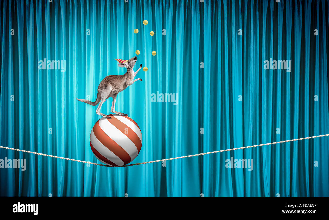 Circus animals standing in stack and balancing on rope Stock Photo - Alamy