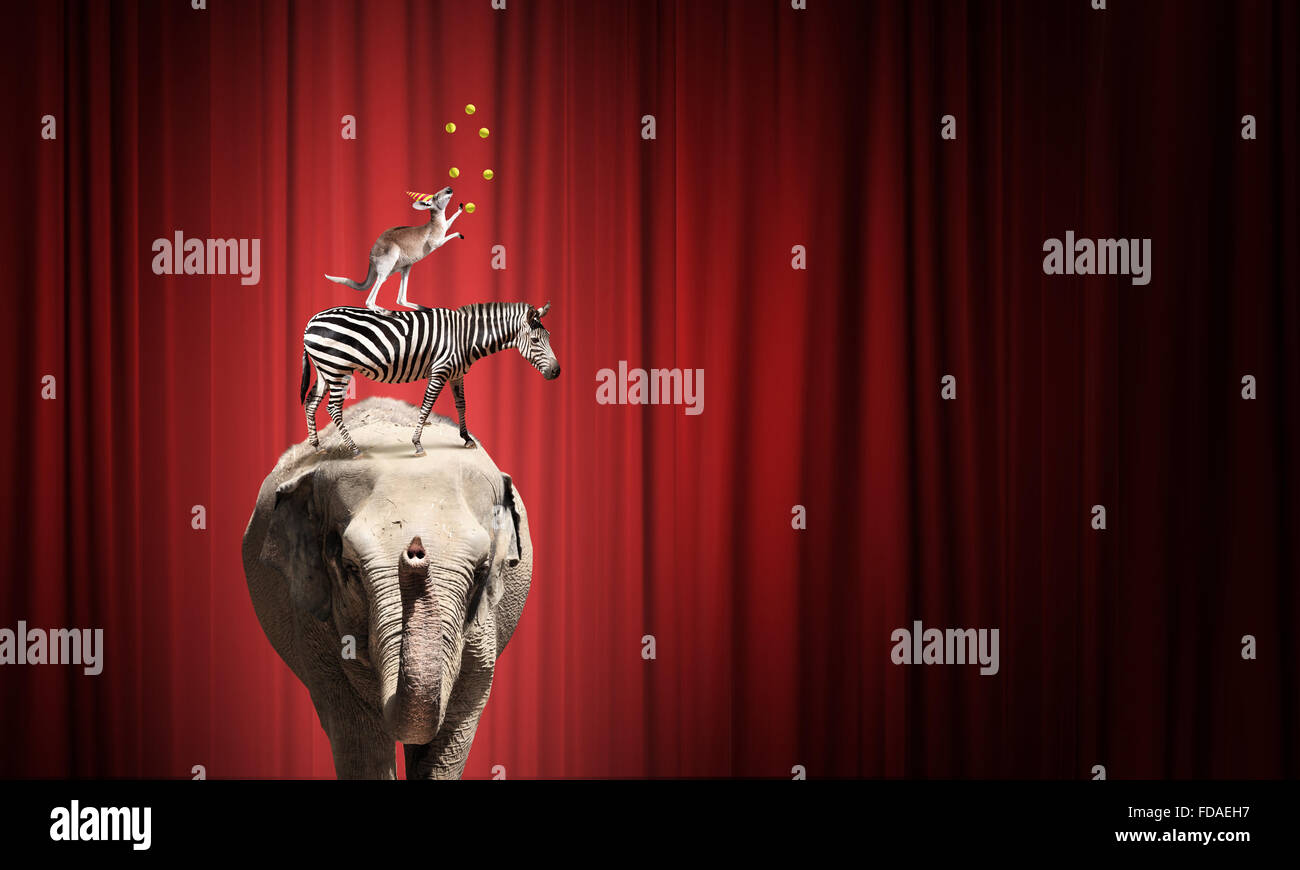 Circus animals standing in stack and balancing on ball Stock Photo - Alamy
