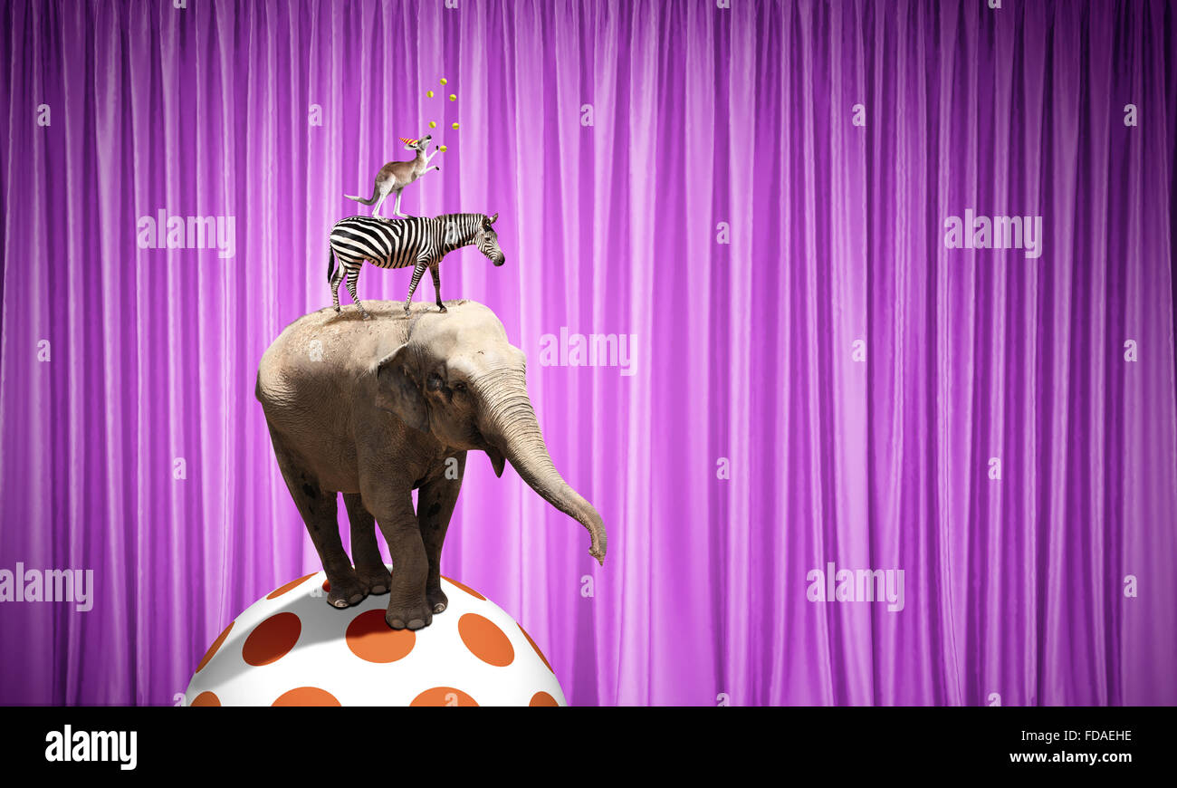 Circus animals standing in stack and balancing on ball Stock Photo - Alamy