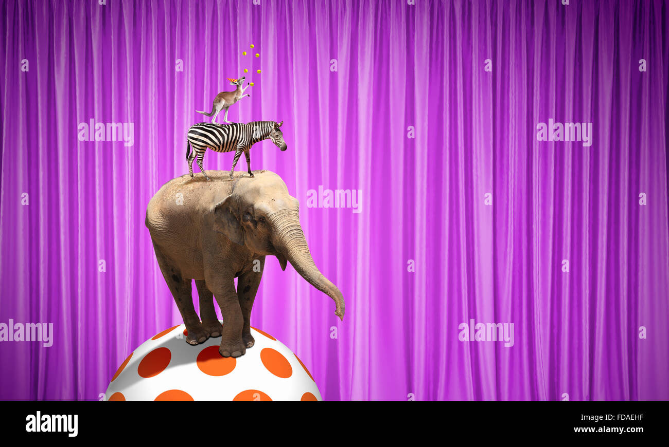 Circus animals standing in stack and balancing on ball Stock Photo - Alamy