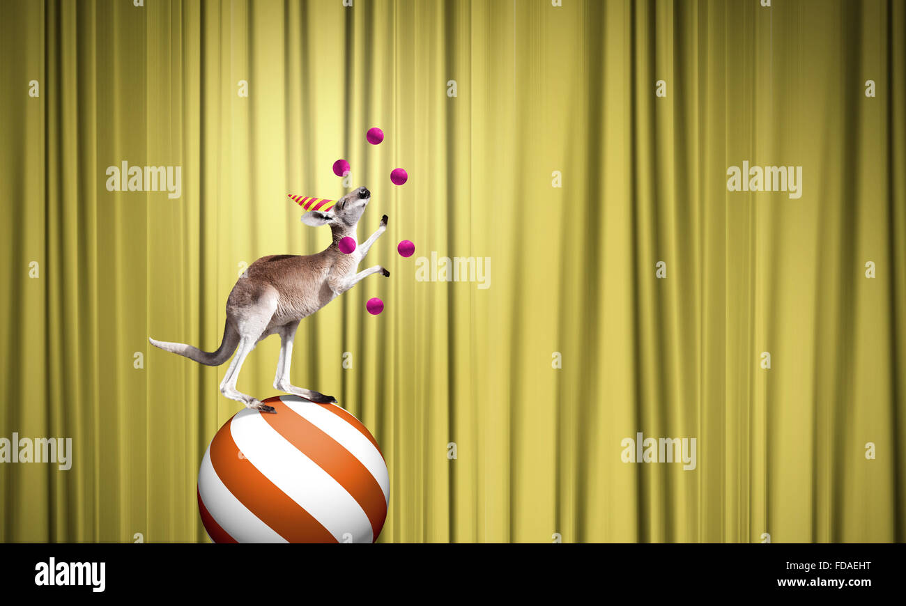 Circus animals standing in stack and balancing on ball Stock Photo - Alamy