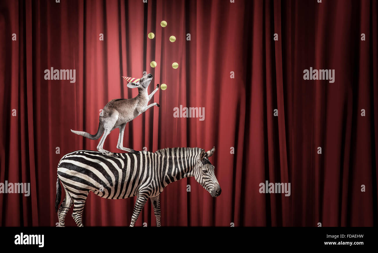 Circus animals standing in stack and balancing on ball Stock Photo - Alamy
