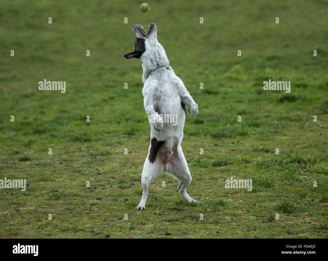 Australian blue heeler dog jumping hi-res stock photography and images ...