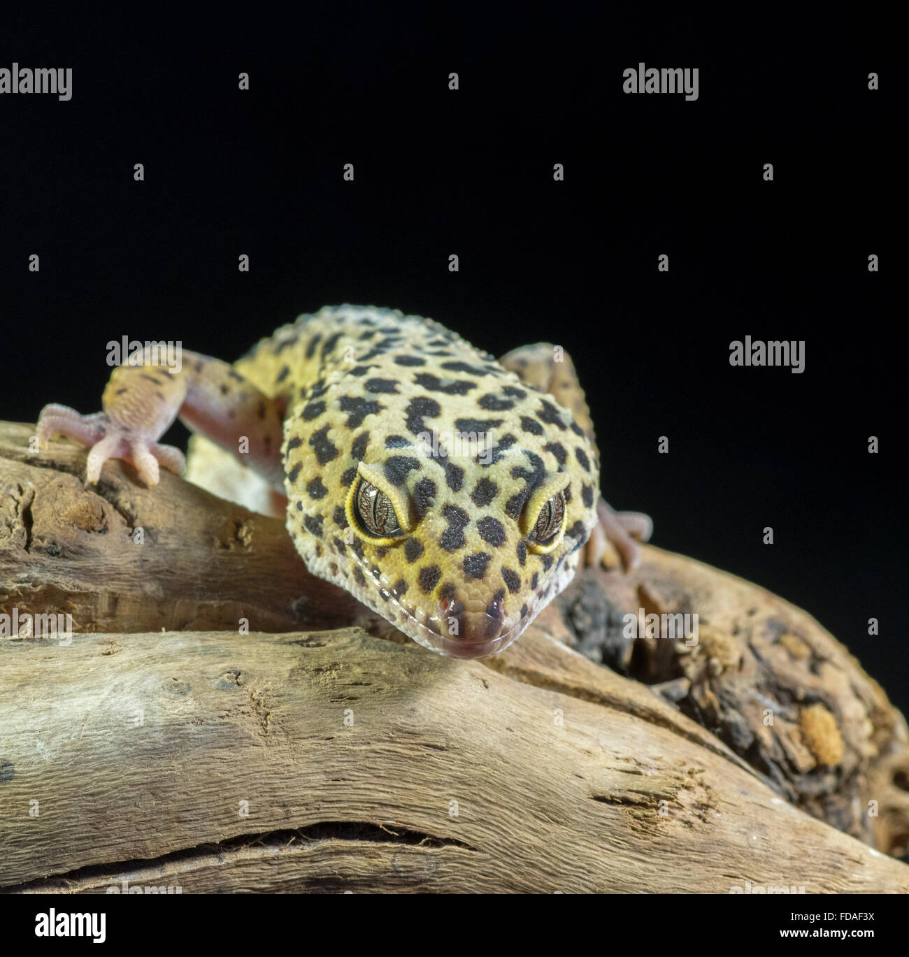 The leopard gecko (Eublepharis macularius) is a crepuscular ground ...