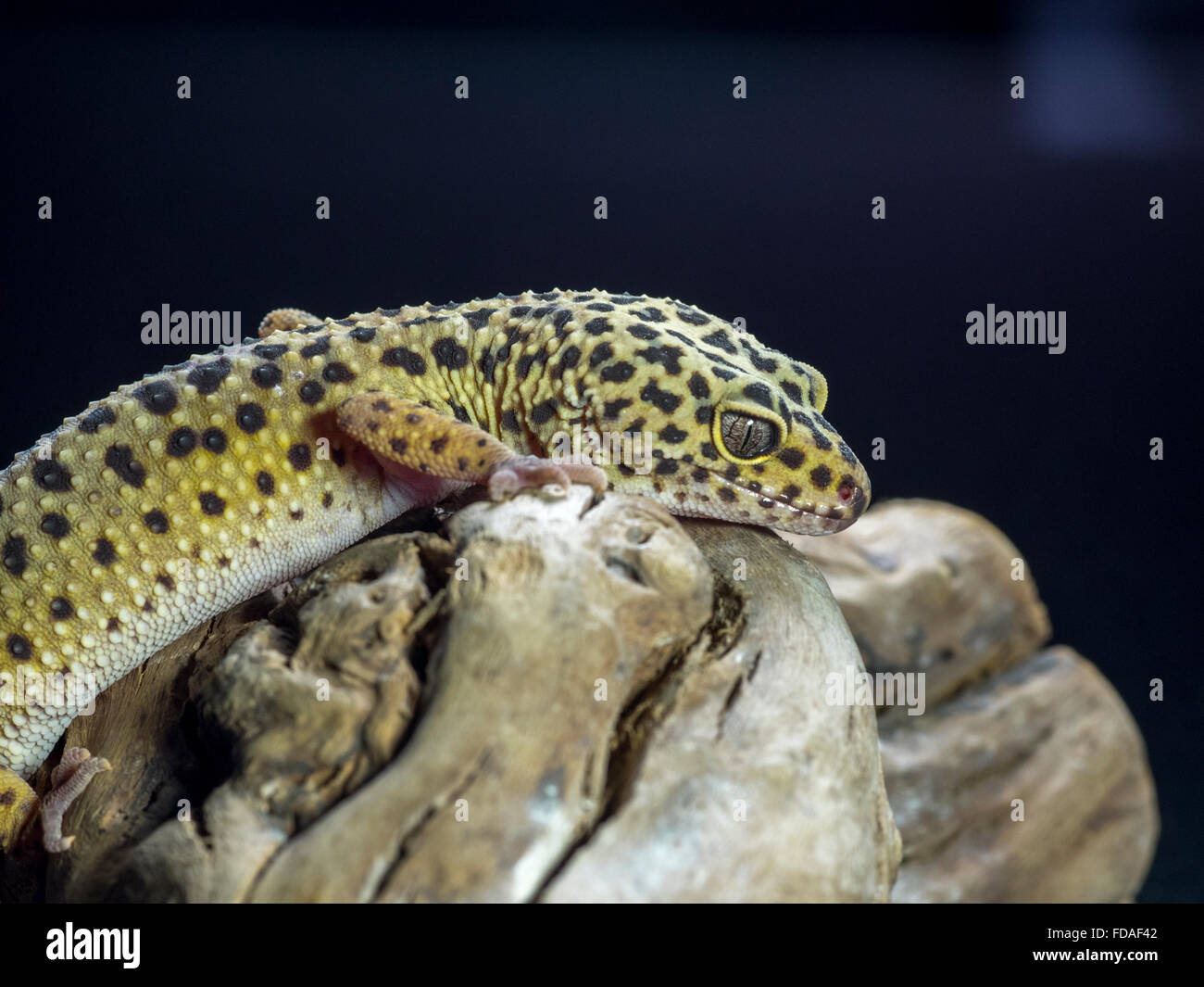 The leopard gecko (Eublepharis macularius) is a crepuscular ground ...