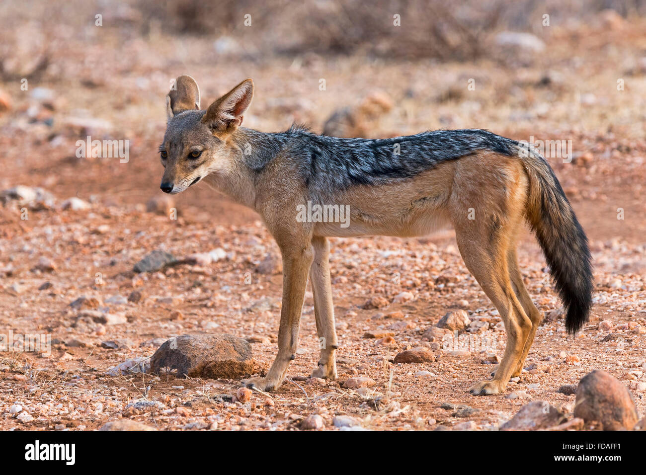 Black-backed jackal (Canis mesomelas), Samburu National Reserve, Kenya ...