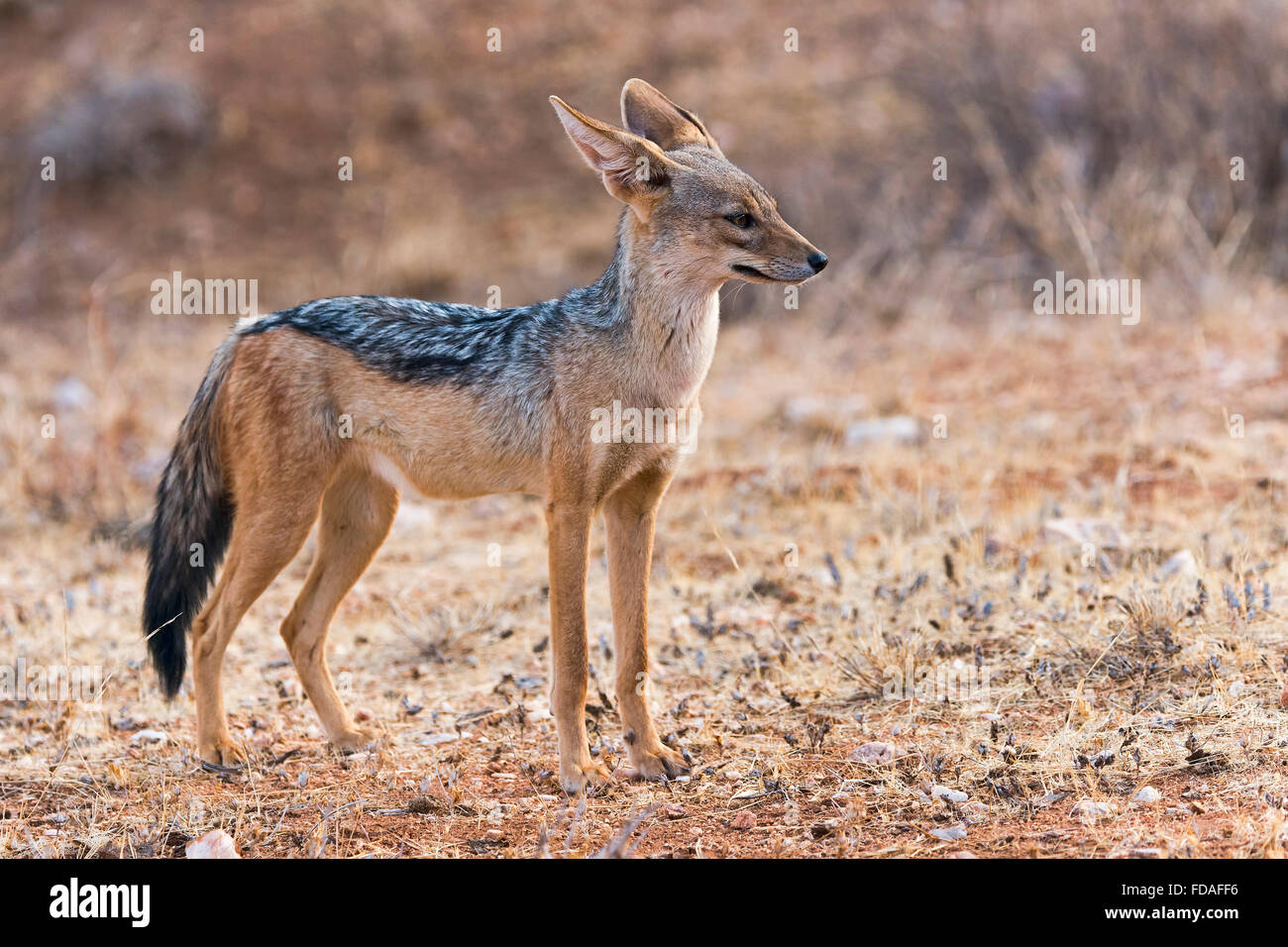 Backed jackal (Canis mesomelas), Samburu National Reserve, Kenya Stock ...