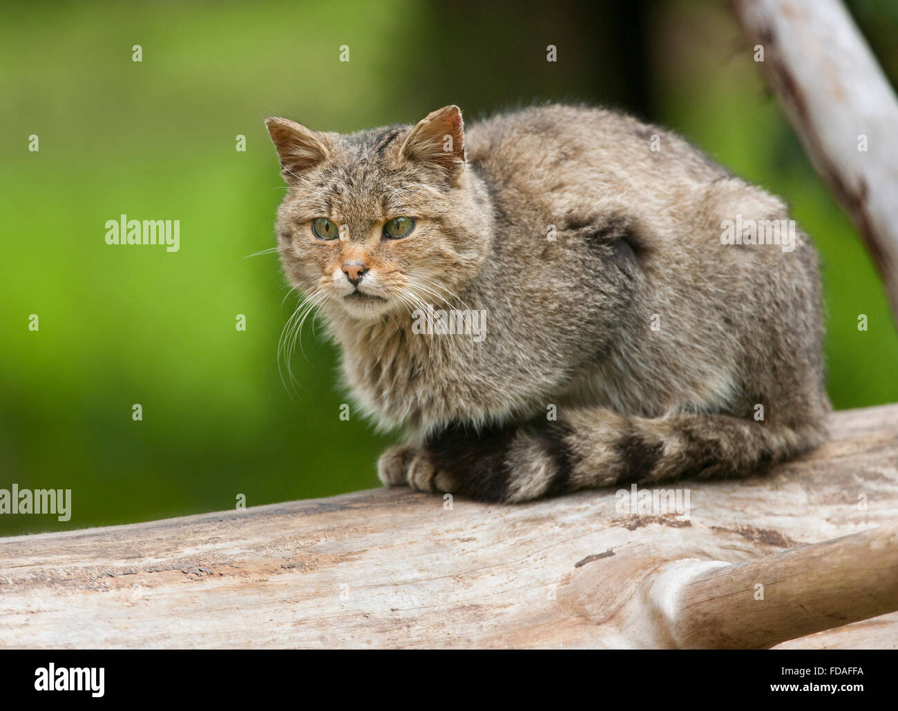 European wildcat (Felis silvestris), captive, Bavaria, Germany Stock ...