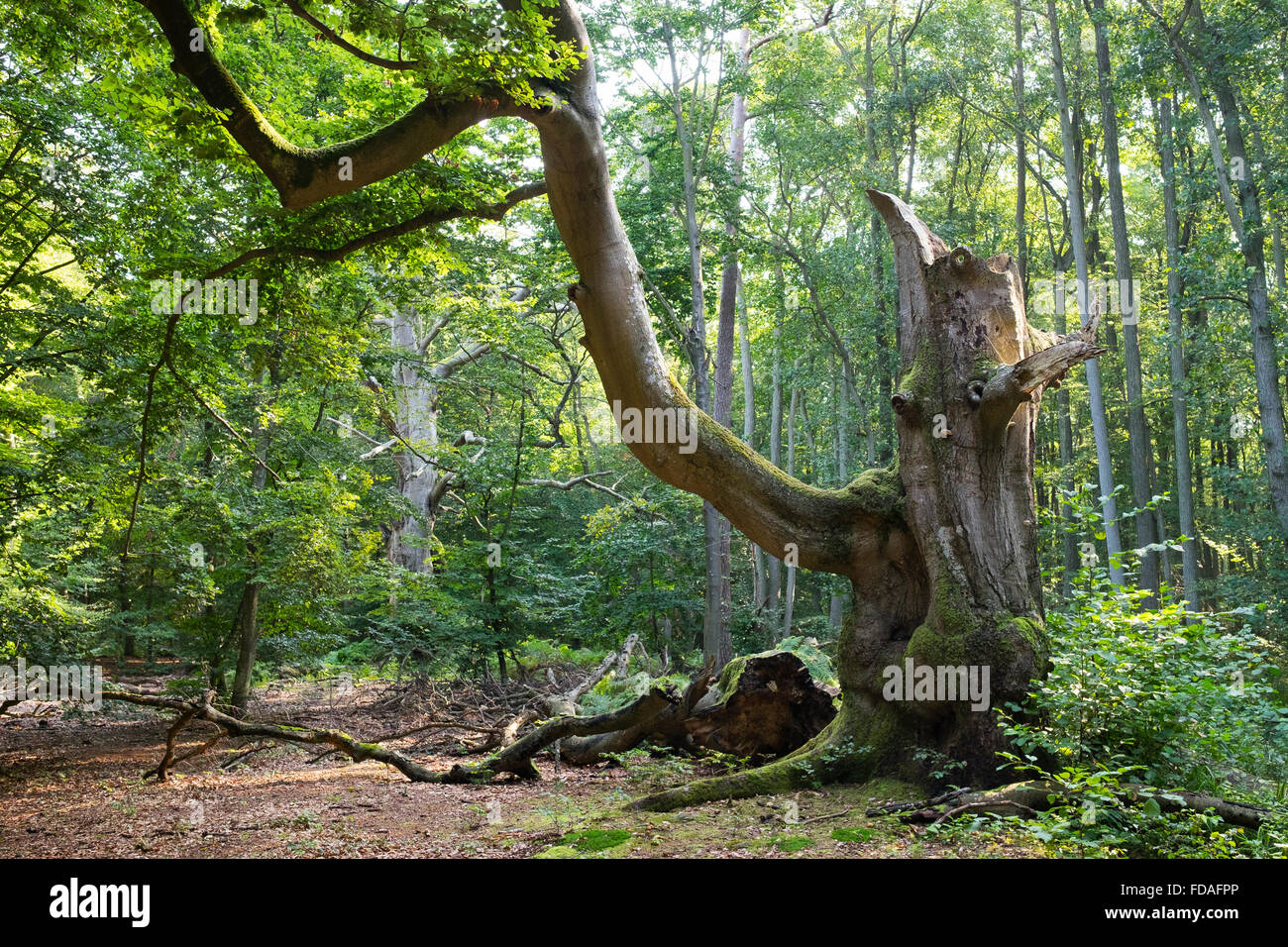 Darßwald hi-res stock photography and images - Alamy