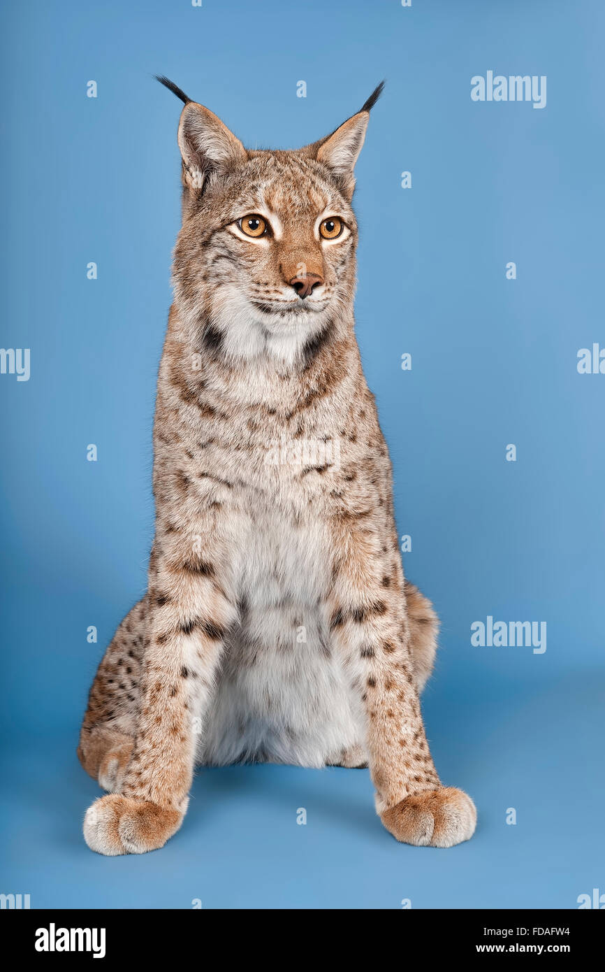 Eurasian lynx (Lynx lynx), sitting, captive Stock Photo - Alamy