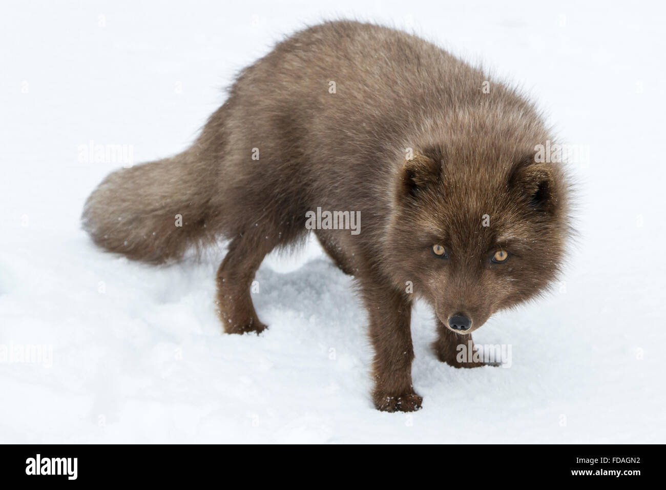 Commander's blue arctic fox that stands in the snow and looking at the ...