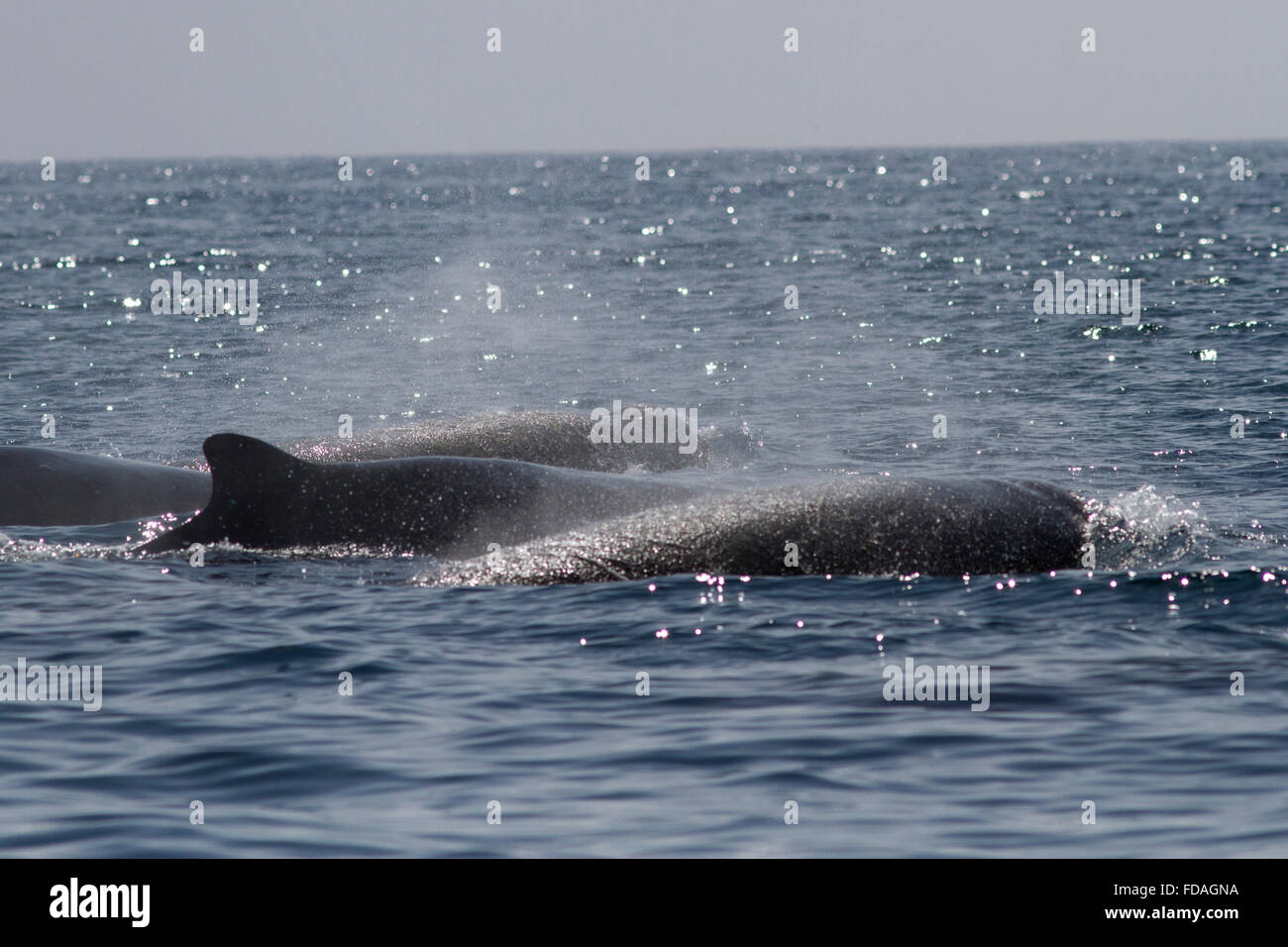 The floaters group hi-res stock photography and images - Alamy