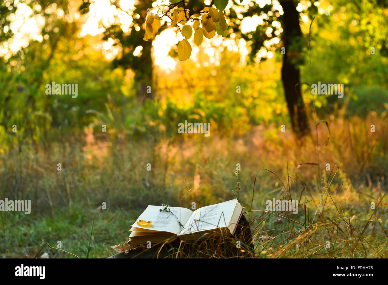 Book of poetry outdoors with fallen leaf on it, under a tree in front ...