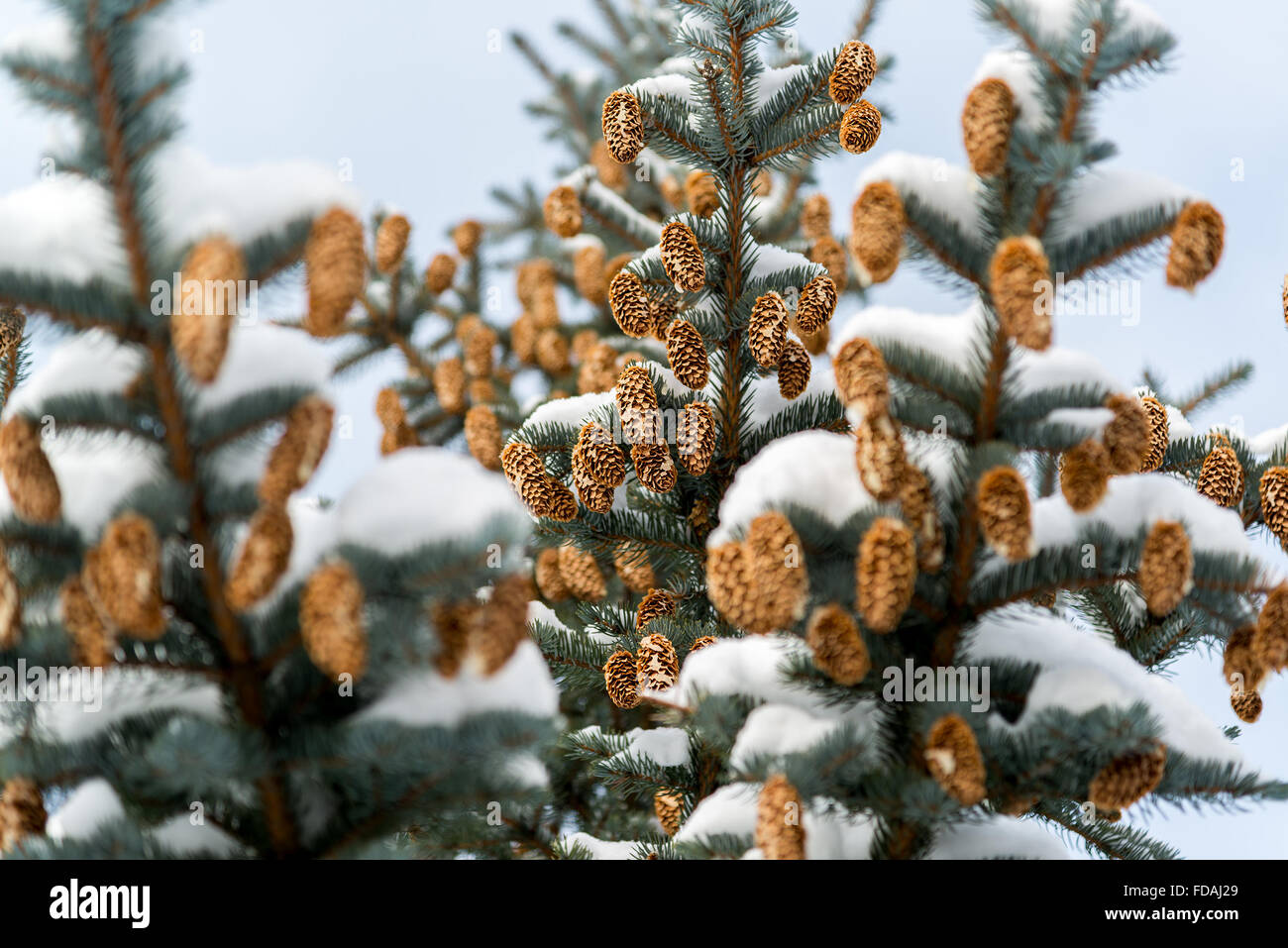 Blue spruce branches cones hi-res stock photography and images - Alamy