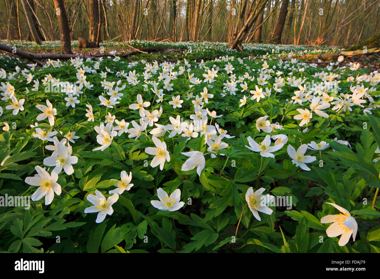Wood anemones (Anemone nemorosa) flowering in beech forest in spring ...