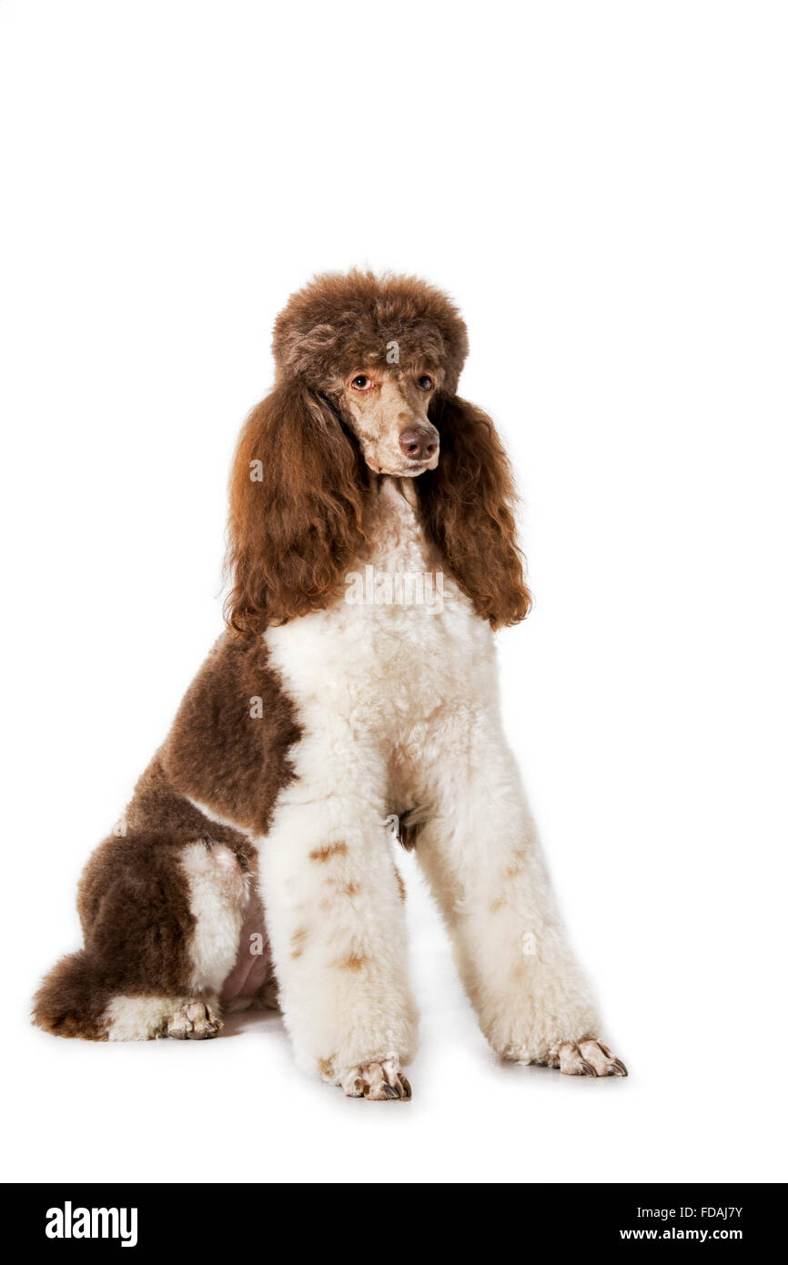 Chocolate Standard Poodle Puppy Cut