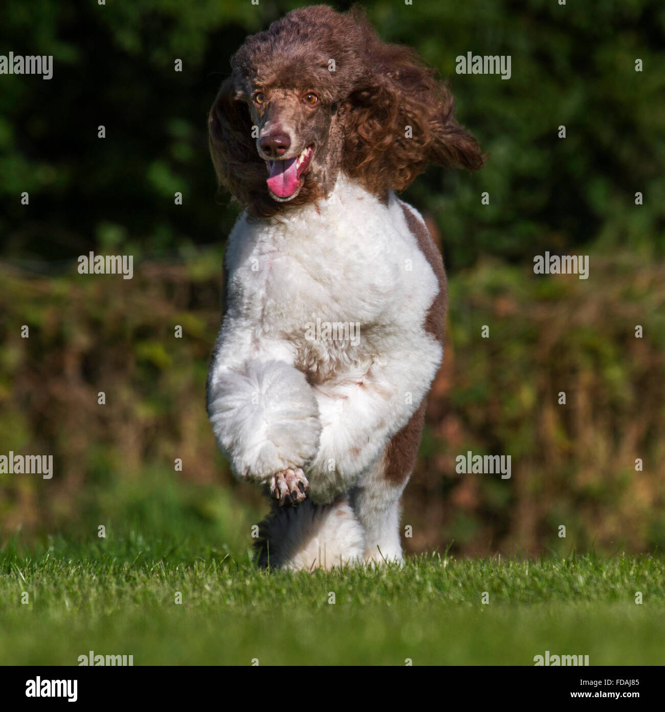 Harlequin poodle hi-res stock photography and images - Alamy