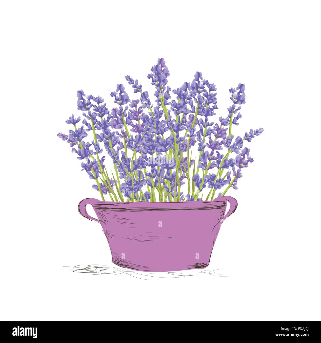 Hand drawn lavender hi-res stock photography and images - Alamy