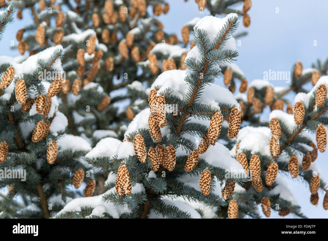 Blue spruce branches with cones in winter Stock Photo - Alamy