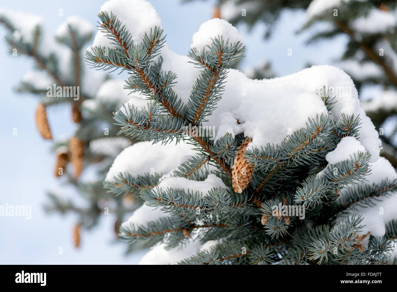 Blue spruce branches with cones in winter Stock Photo - Alamy