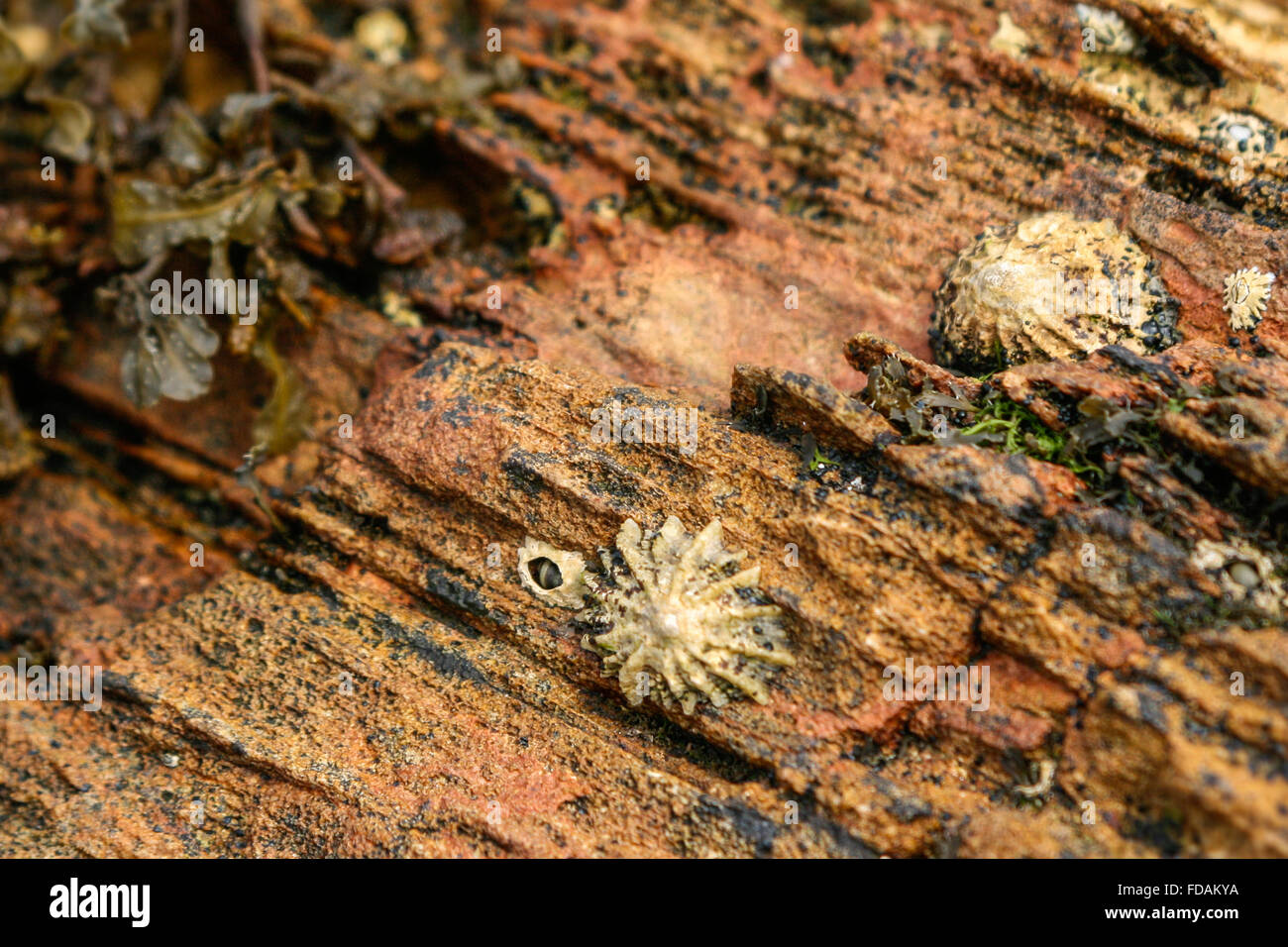 full frame close up of limpets on a red rock with seaweed exposed at ...