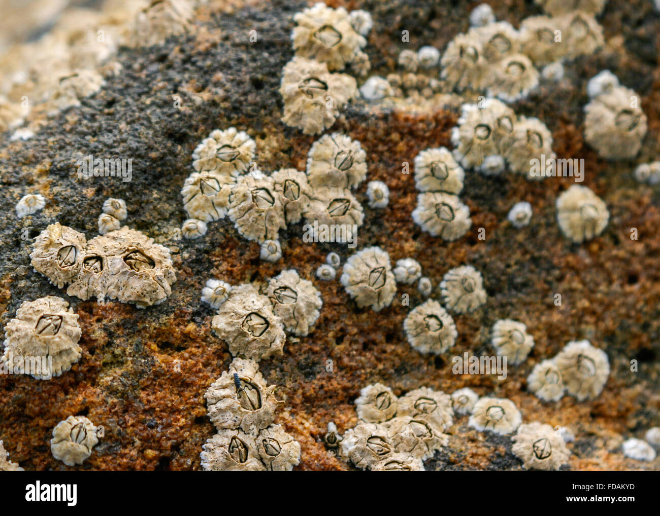 Barnacles At The Seashore Stock Photos & Barnacles At The Seashore ...