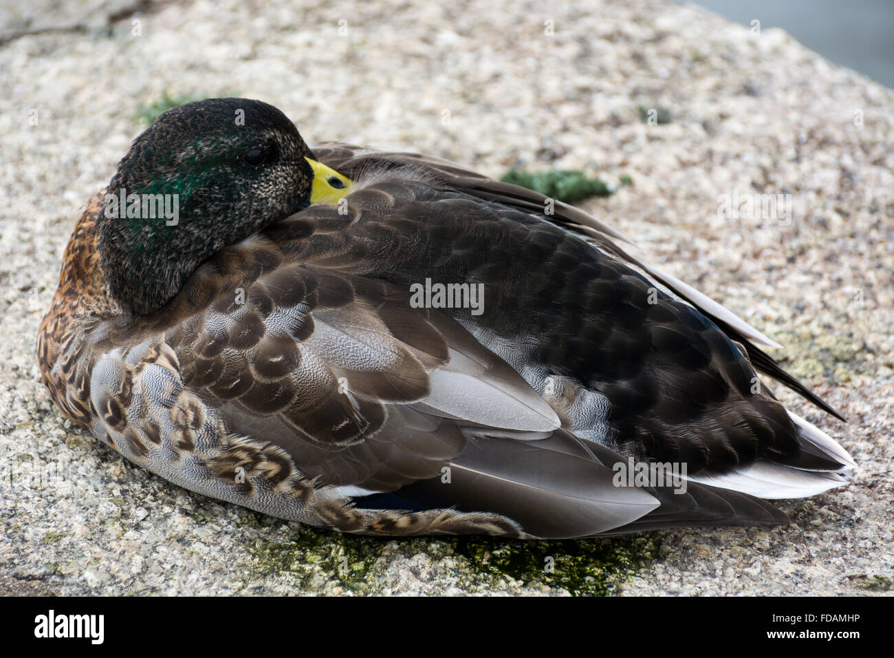 Juvenile male mallard hi-res stock photography and images - Alamy