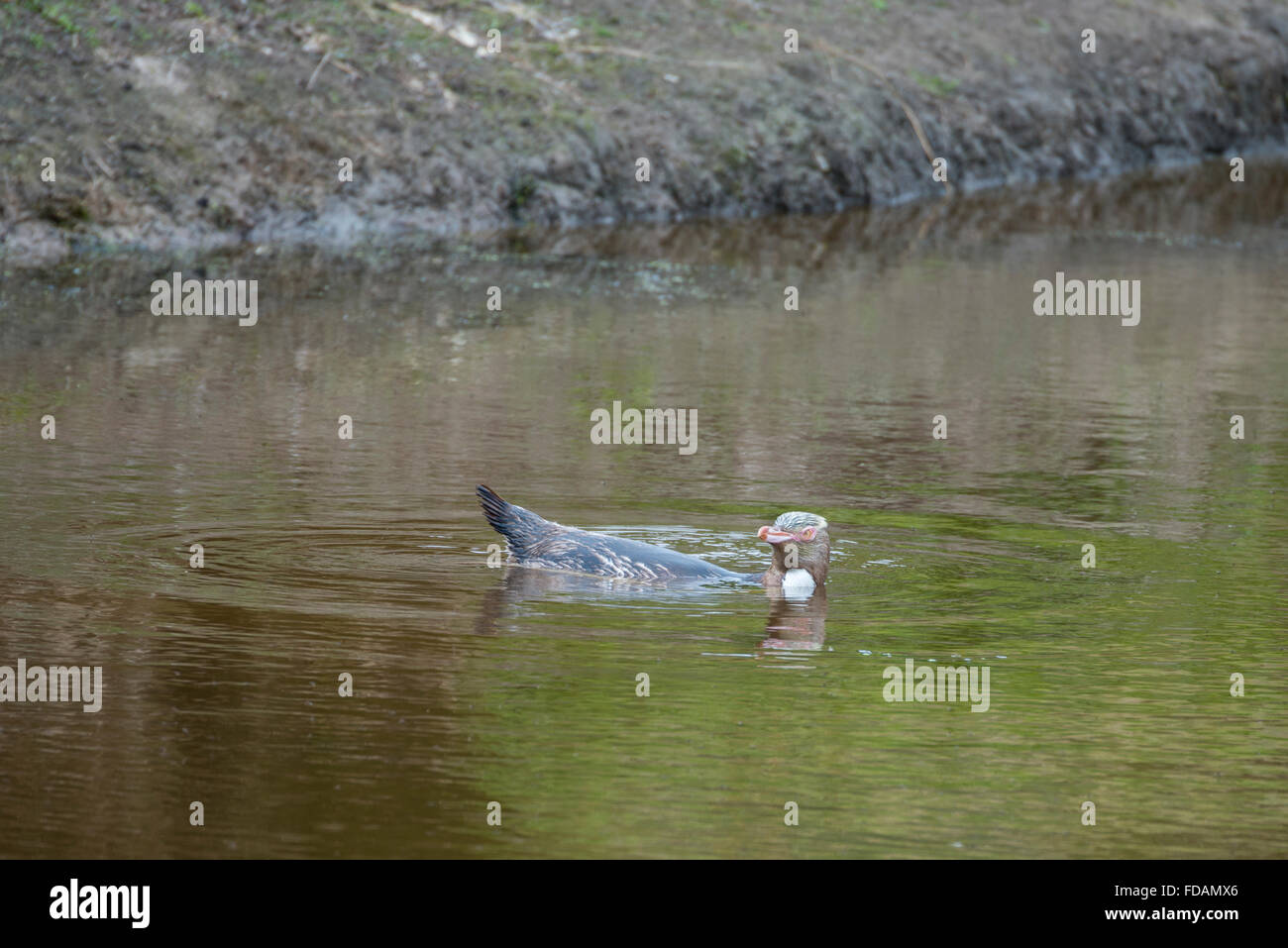 New Zealand, South Island, Dunedin, Otago Peninsula. Penguin Place ...