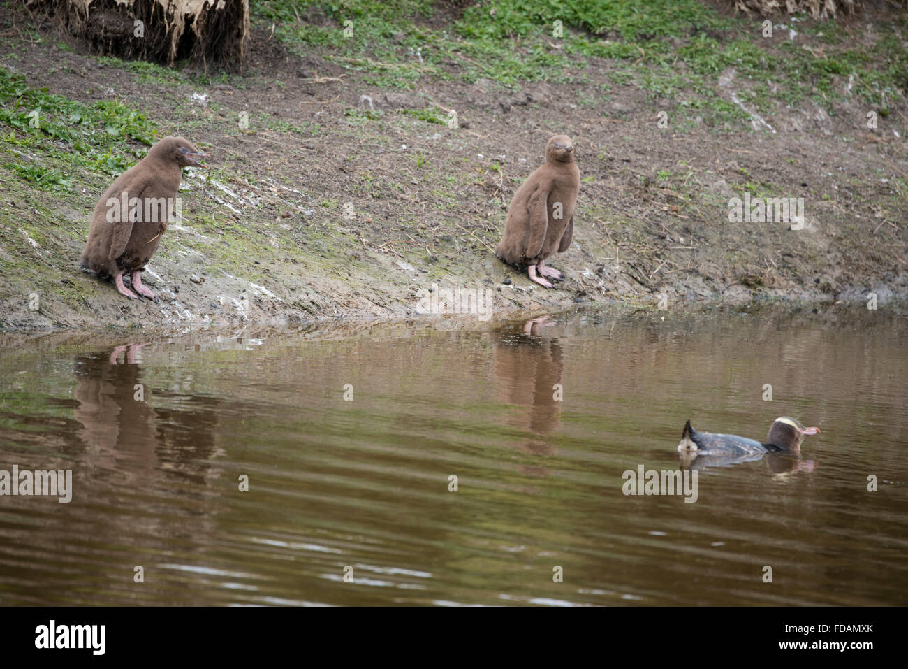 New Zealand, South Island, Dunedin, Otago Peninsula. Penguin Place ...