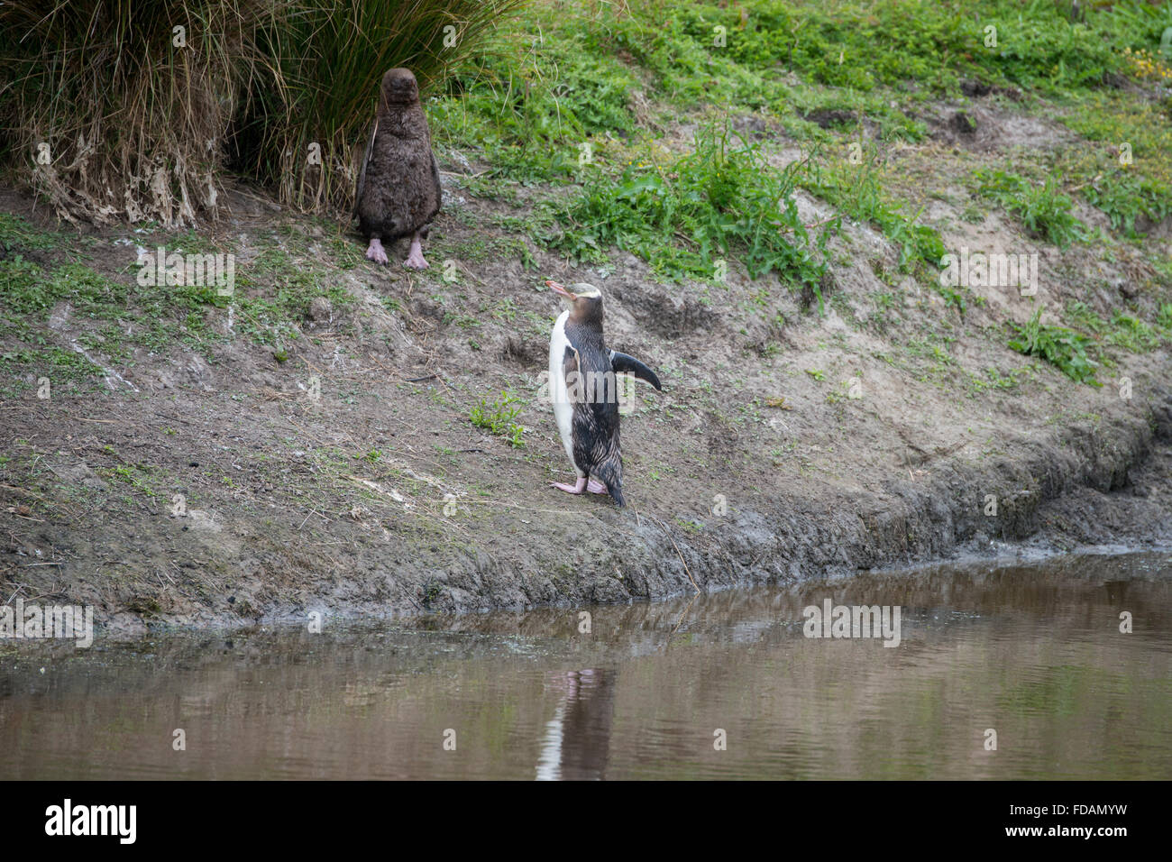 New Zealand, South Island, Dunedin, Otago Peninsula. Penguin Place ...