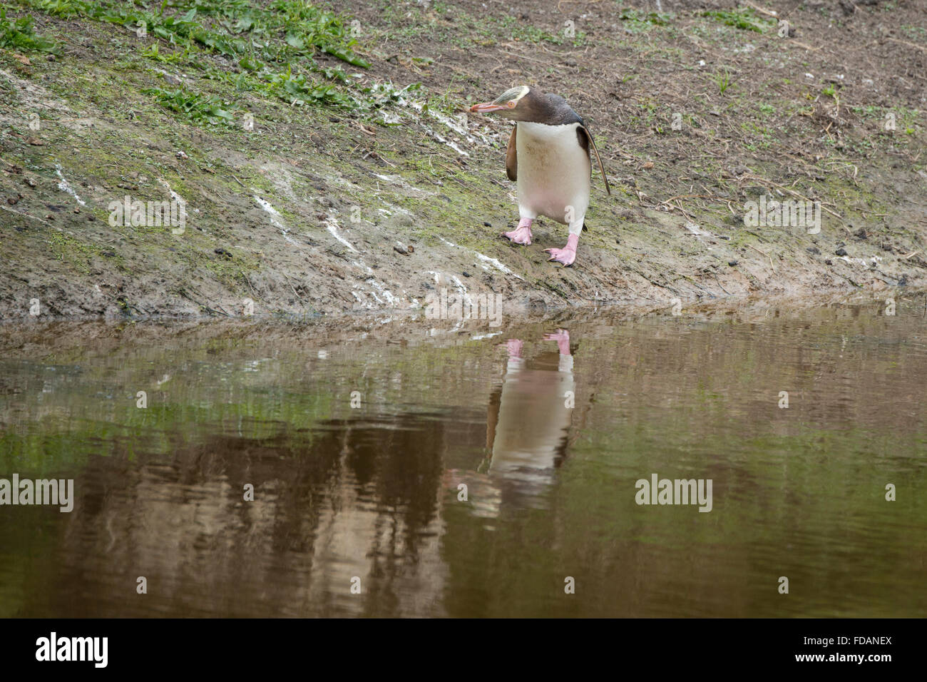 New Zealand, South Island, Dunedin, Otago Peninsula. Penguin Place ...
