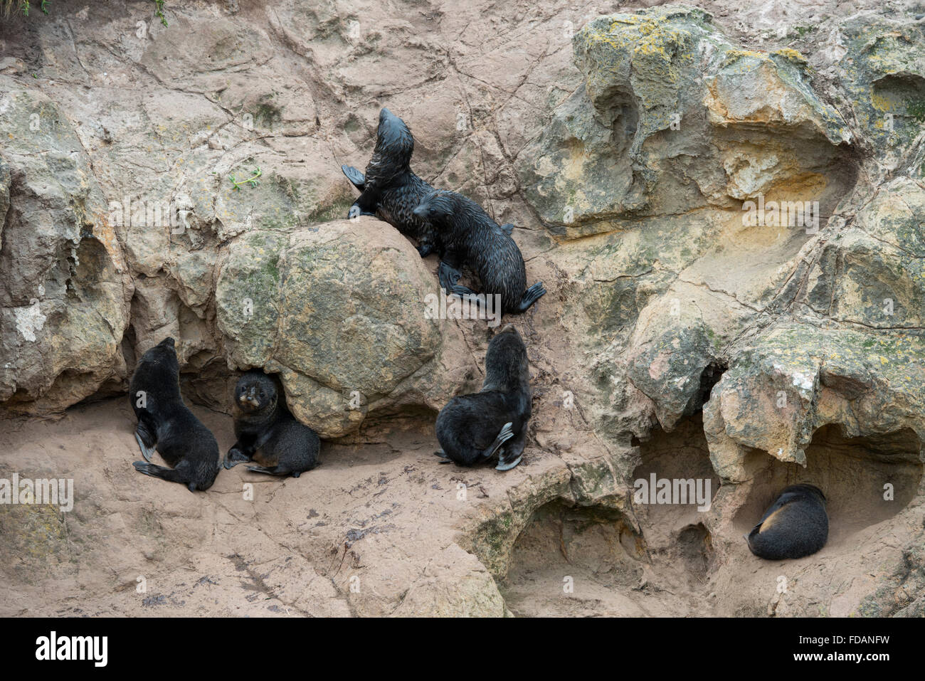 New Zealand, South Island, Dunedin, Otago Peninsula. New Zealand fur ...