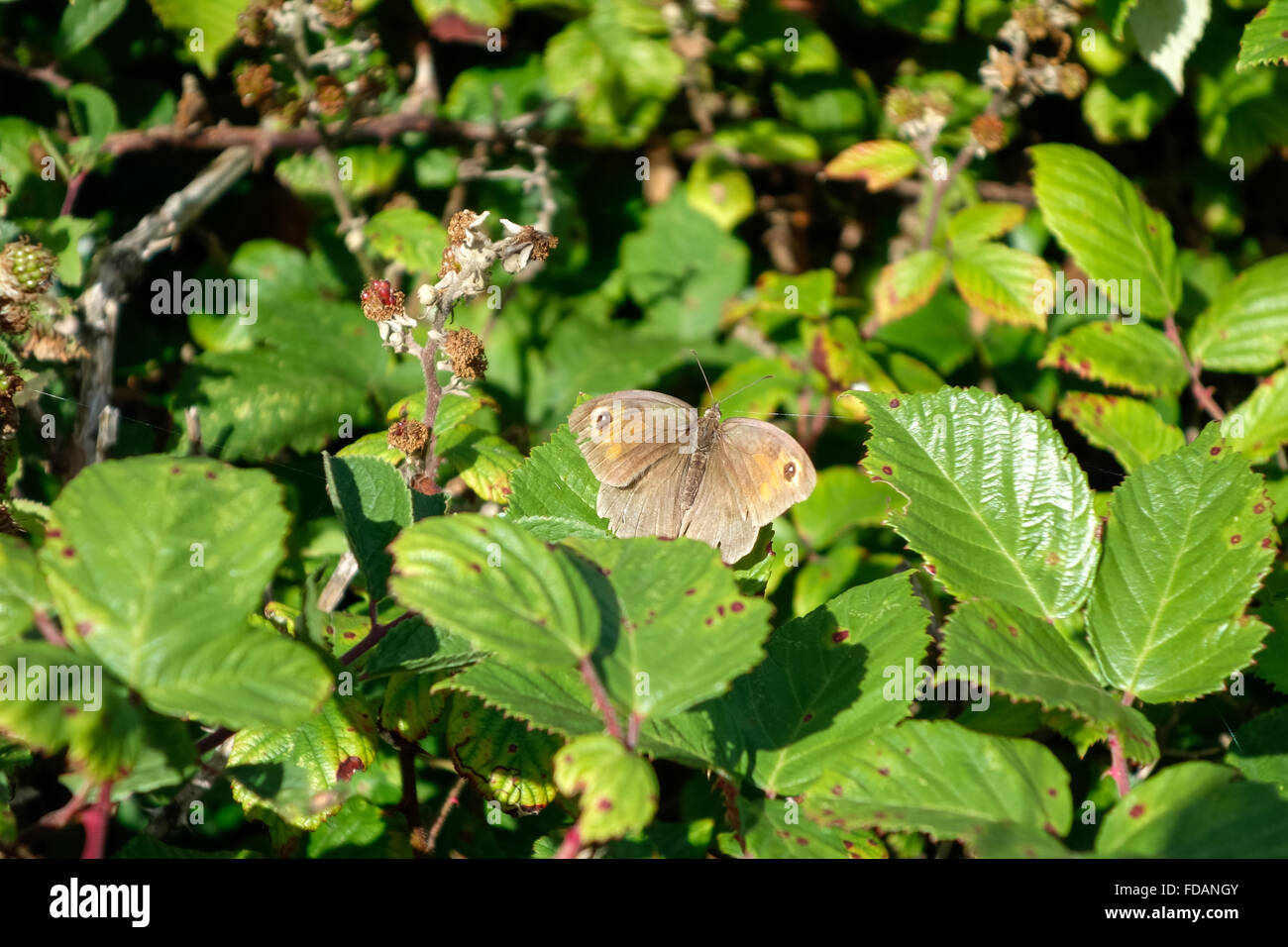 Meadow Brown Butterfly (Maniola jurtina Stock Photo - Alamy