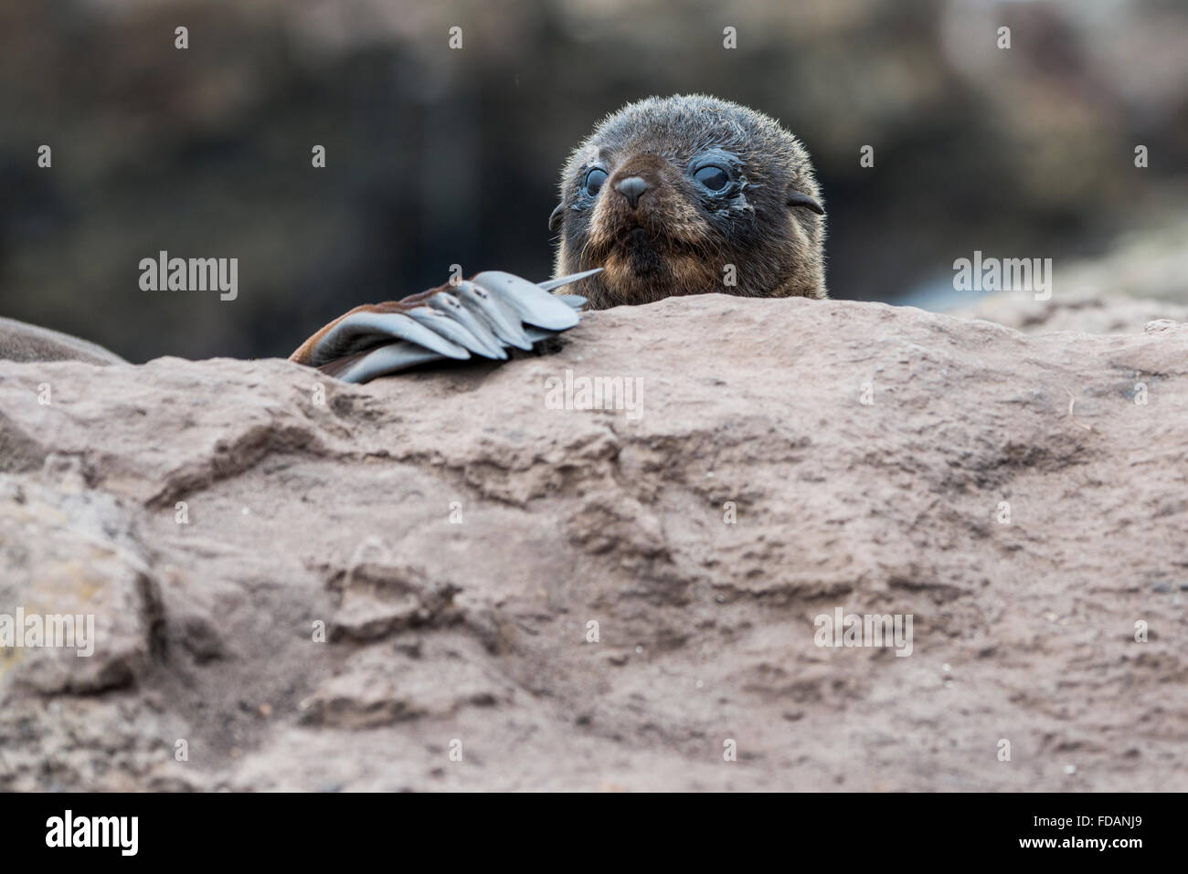 New Zealand, South Island, Dunedin, Otago Peninsula. New Zealand fur ...