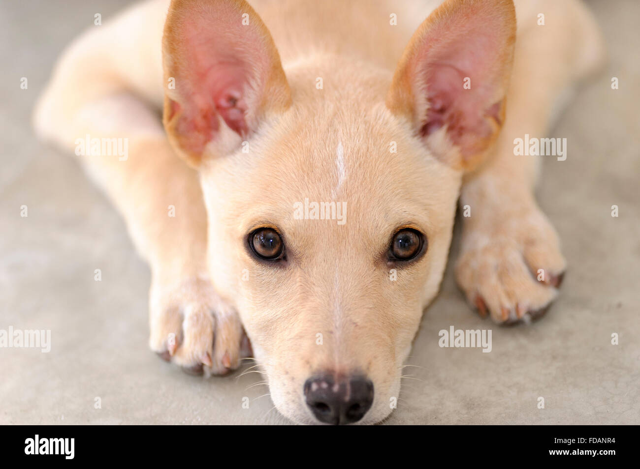 Cute puppy is an adorable beige puppy resting his his head and looking ...