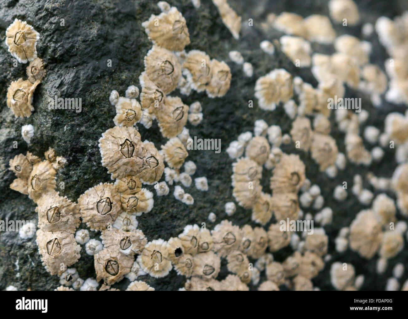 Barnacles macro hi-res stock photography and images - Alamy