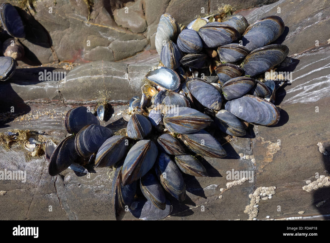A cluster of Mussels Stock Photo - Alamy