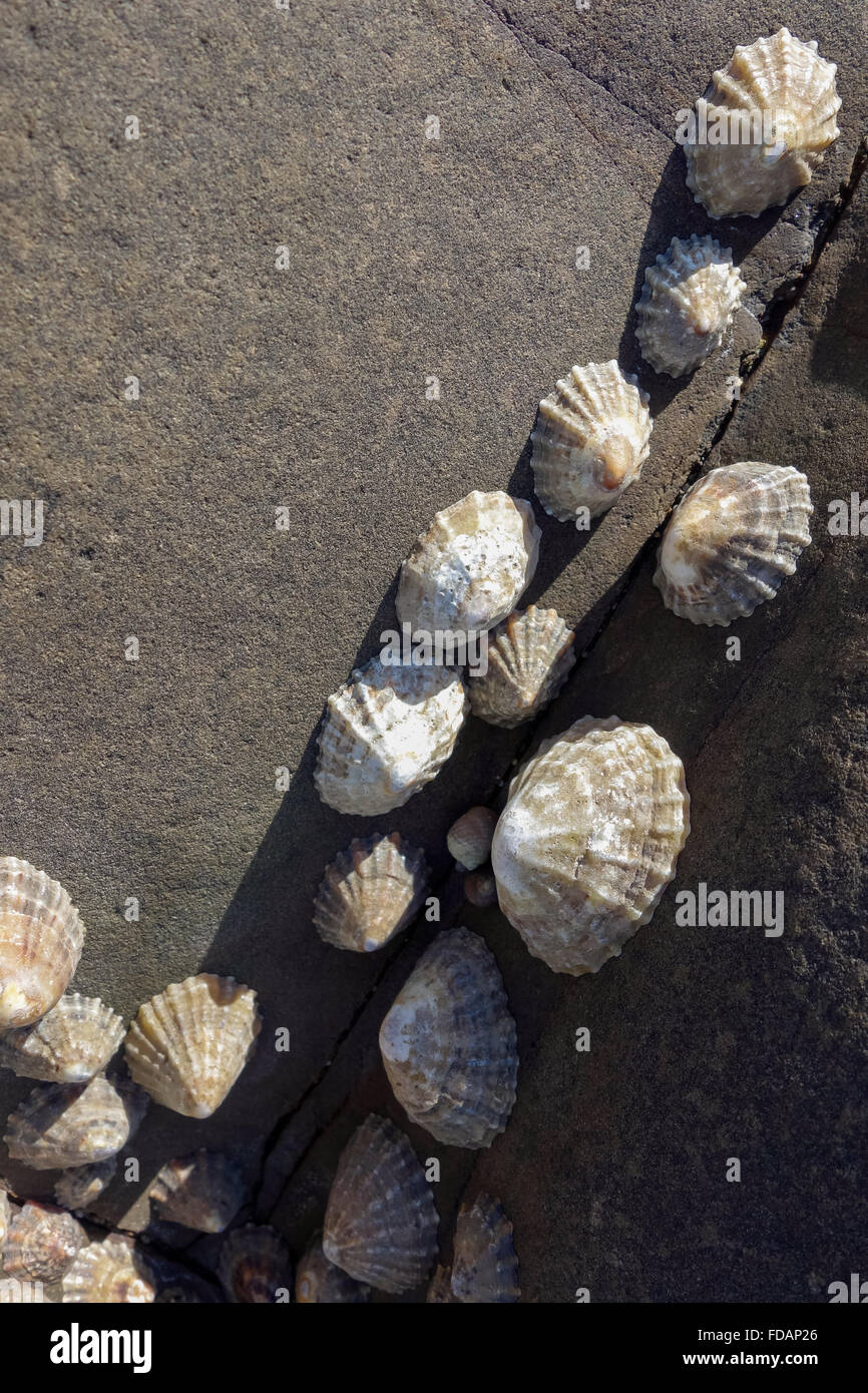 Saltwater Limpet High Resolution Stock Photography and Images - Alamy