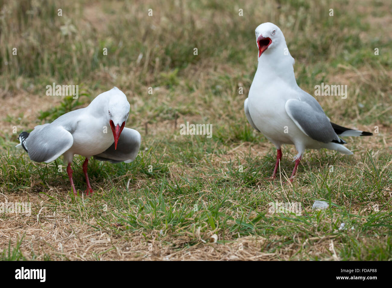 New Zealand, South Island, Dunedin, Otago Peninsula. Red-billed gulls ...